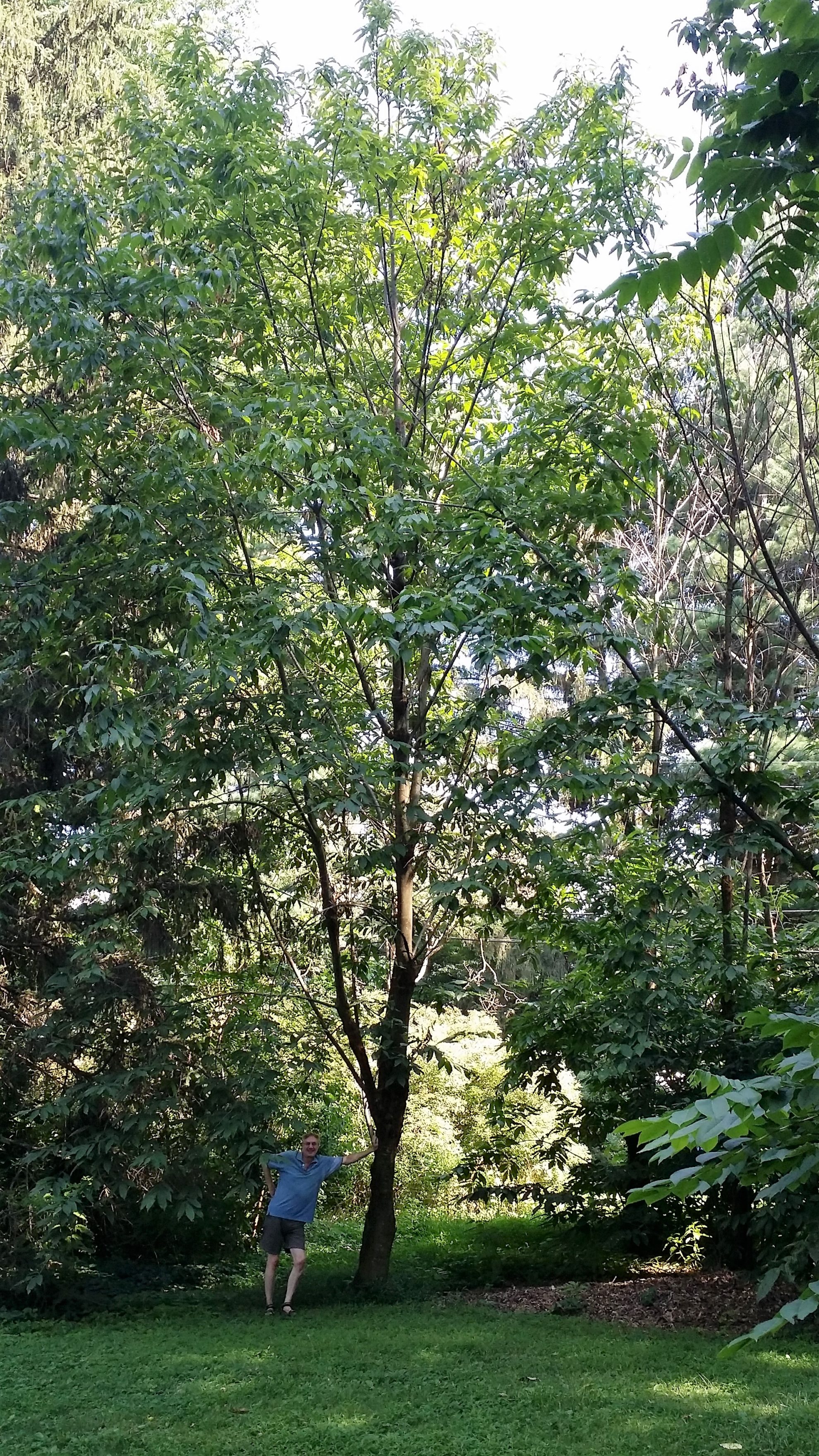 American Chestnut – Go Native Trees