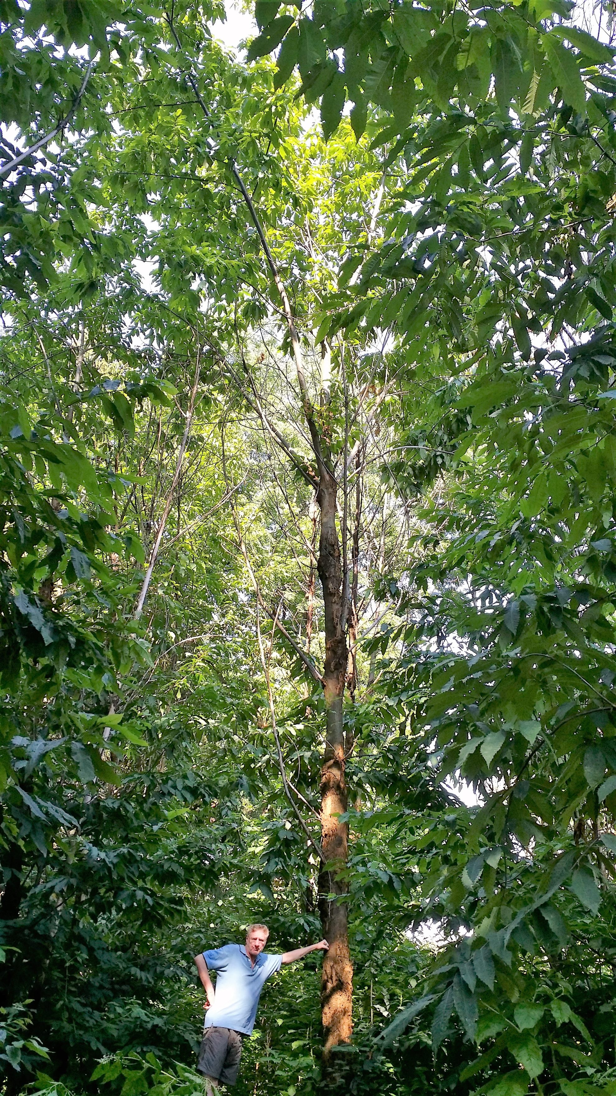 American Chestnut – Go Native Trees